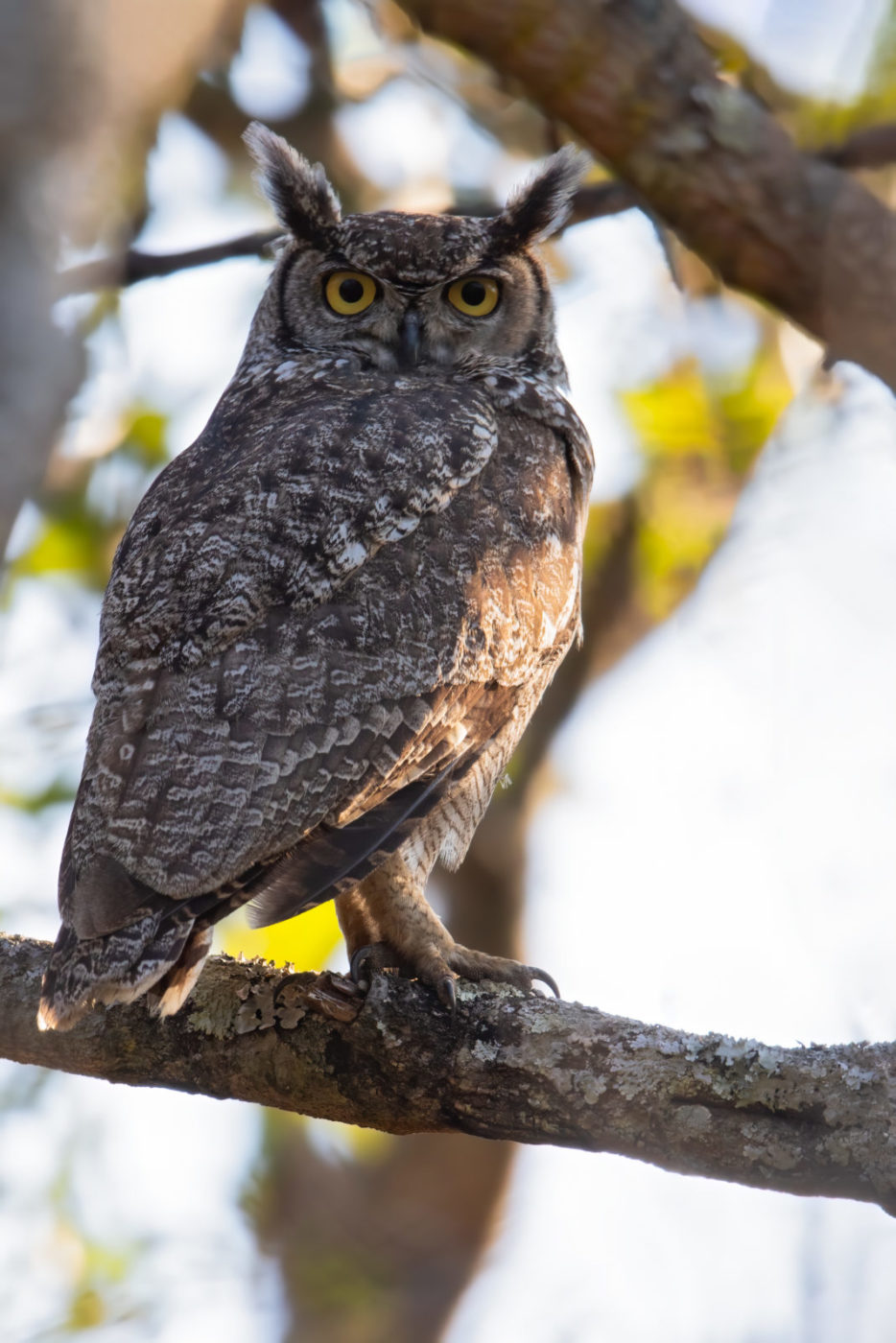 Owls of Botswana - Okavango Delta