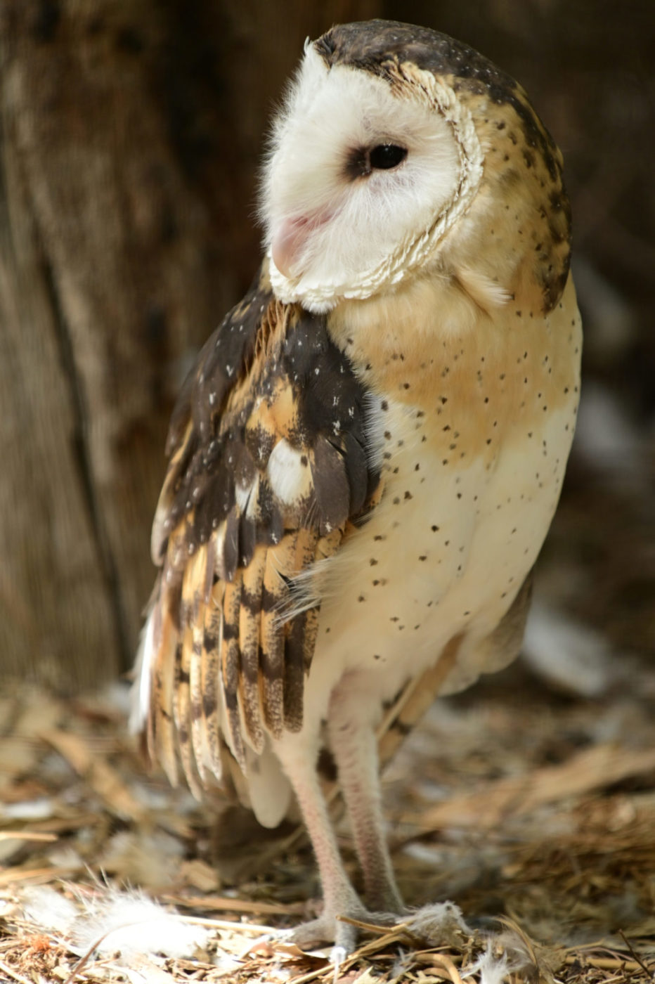 Owls of Botswana - Okavango Delta