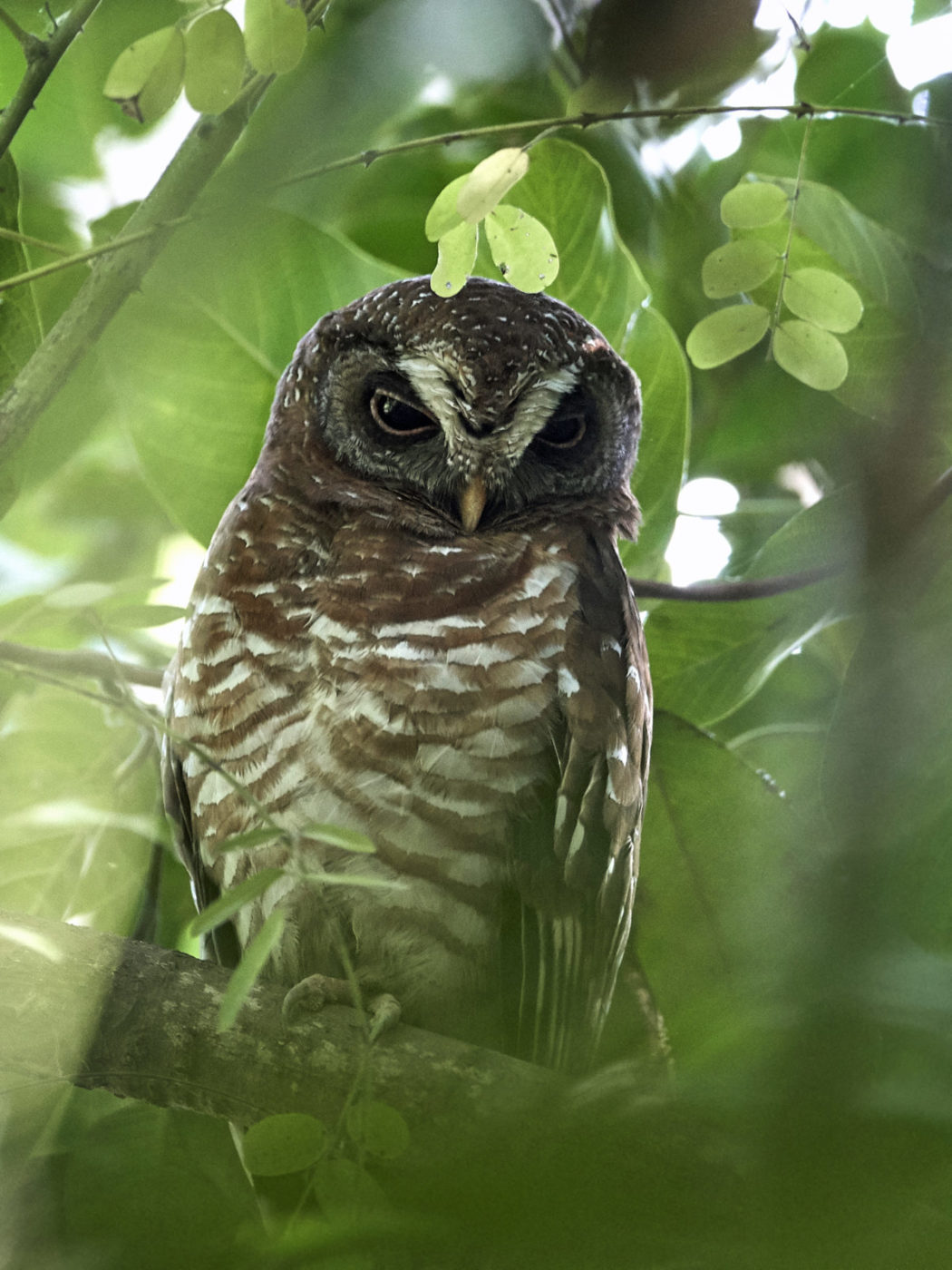 Owls of Botswana - Okavango Delta